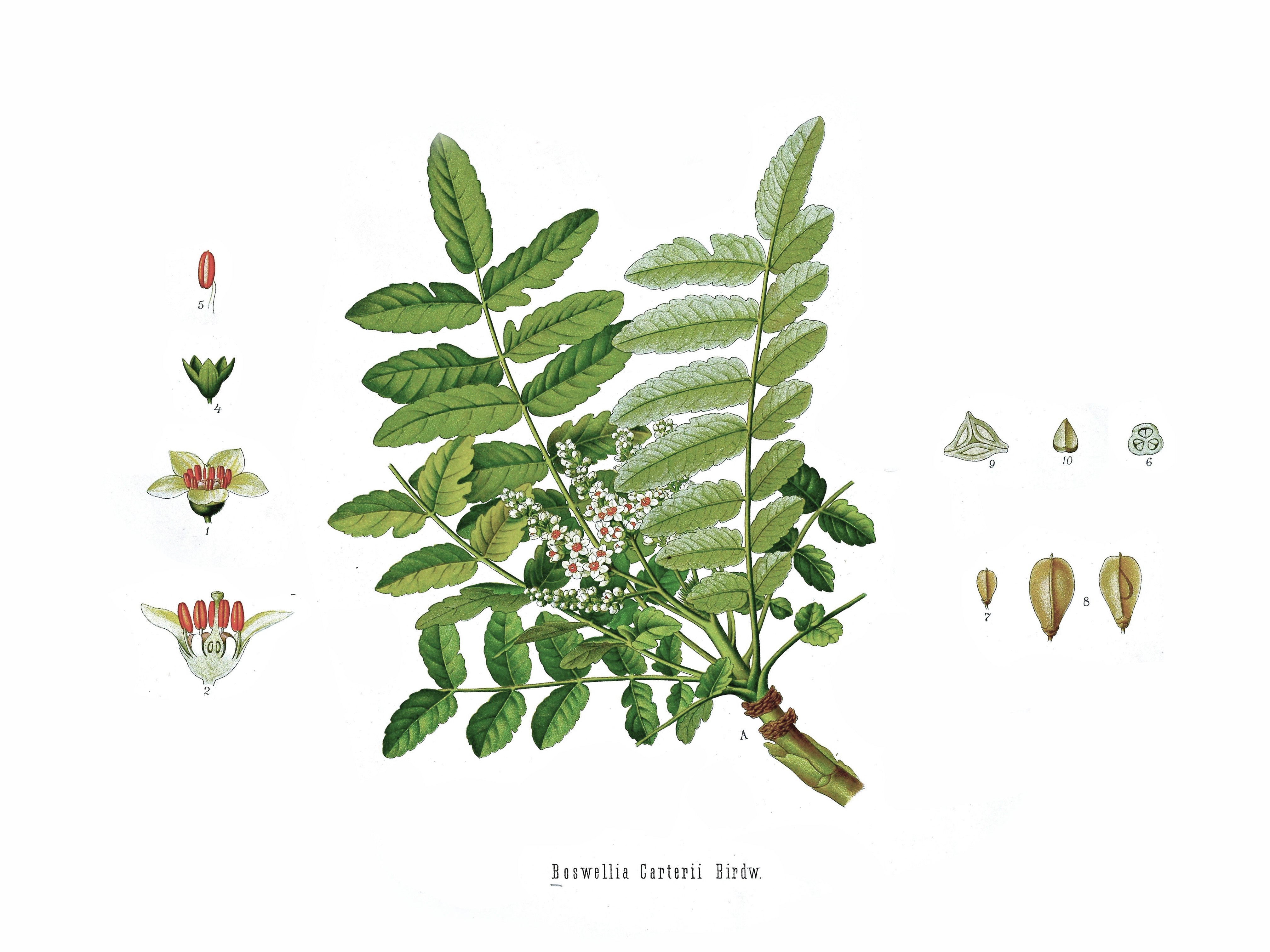 Frankincense: Ancient Resin – Live Botanical